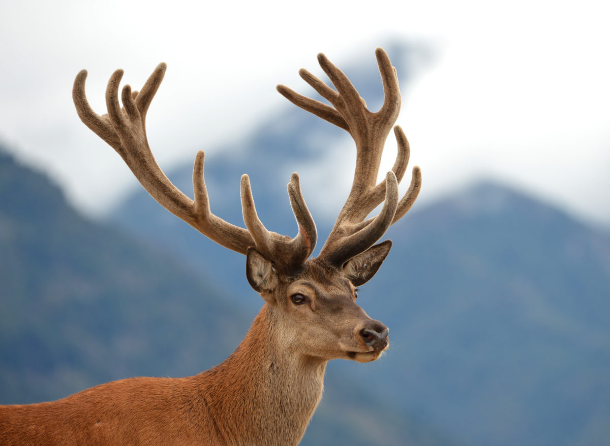 Hunting Red Stag New Zealand Video Review of Glen Dene with Kevin Steele